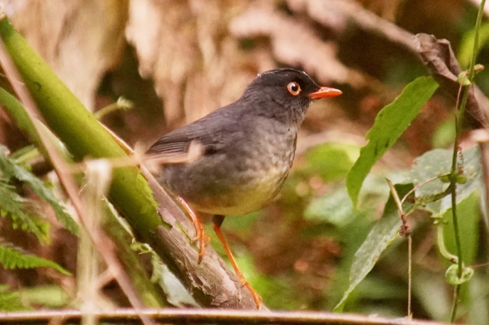 New photo album: Birdwatching in Reserva Santa Elena – THE FLIP FLOP LIFE